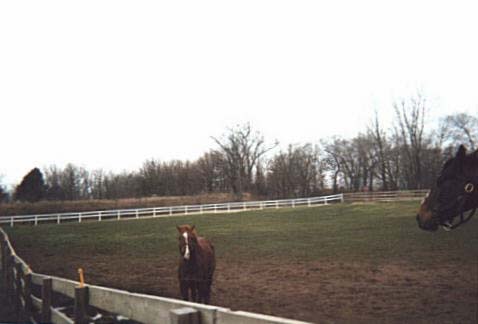 HT's TurtleQUESTrian Pages - RiverView Stables